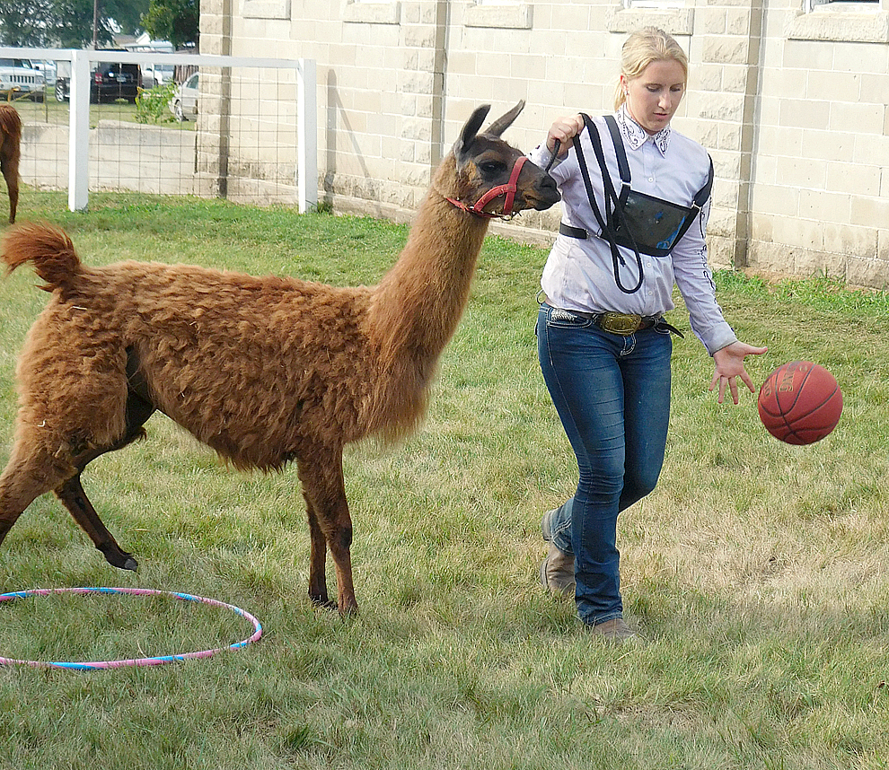 Llama drama at the Fair | News, Sports, Jobs - The Journal